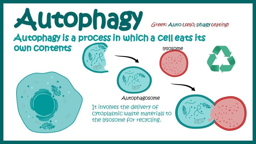 Intermittent Fasting bantu proses Autophagy | Nina Salleh
